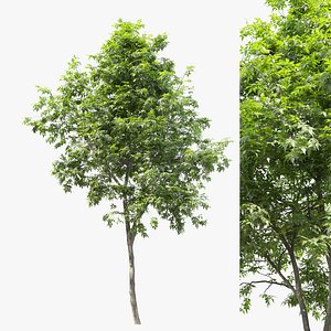 3D Fraxinus americana 5 model - TurboSquid 1950779