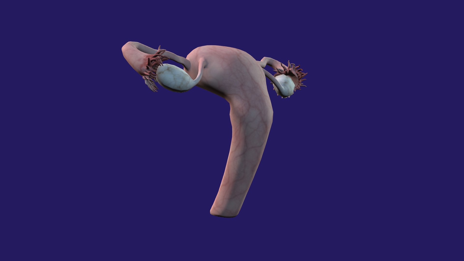 3D Uterus Model - TurboSquid 2082918
