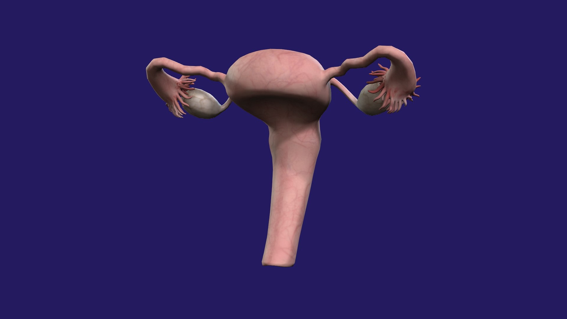 3D Uterus Model - TurboSquid 2082918