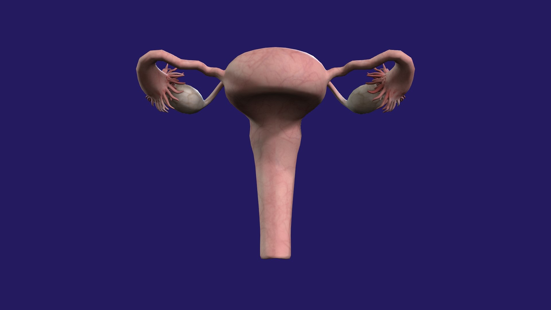 3D Uterus Model - TurboSquid 2082918