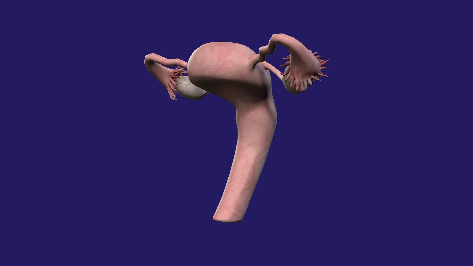 3D Uterus Model - TurboSquid 2082918