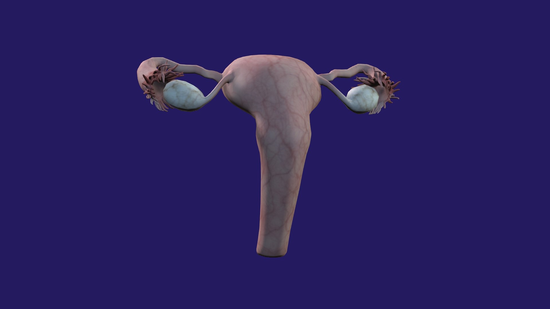 3D Uterus Model - TurboSquid 2082918