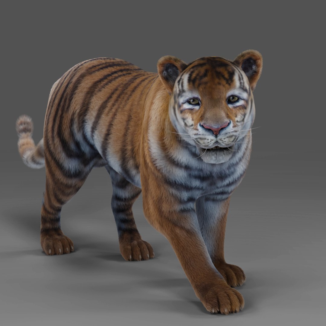 3D Fur Tiger Panther Rigged In Blender - TurboSquid 2093935