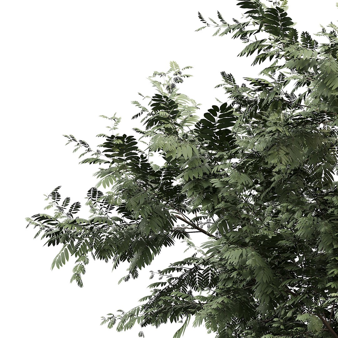 Khejri Trees Ghaf Trees 3D Model - TurboSquid 2102055