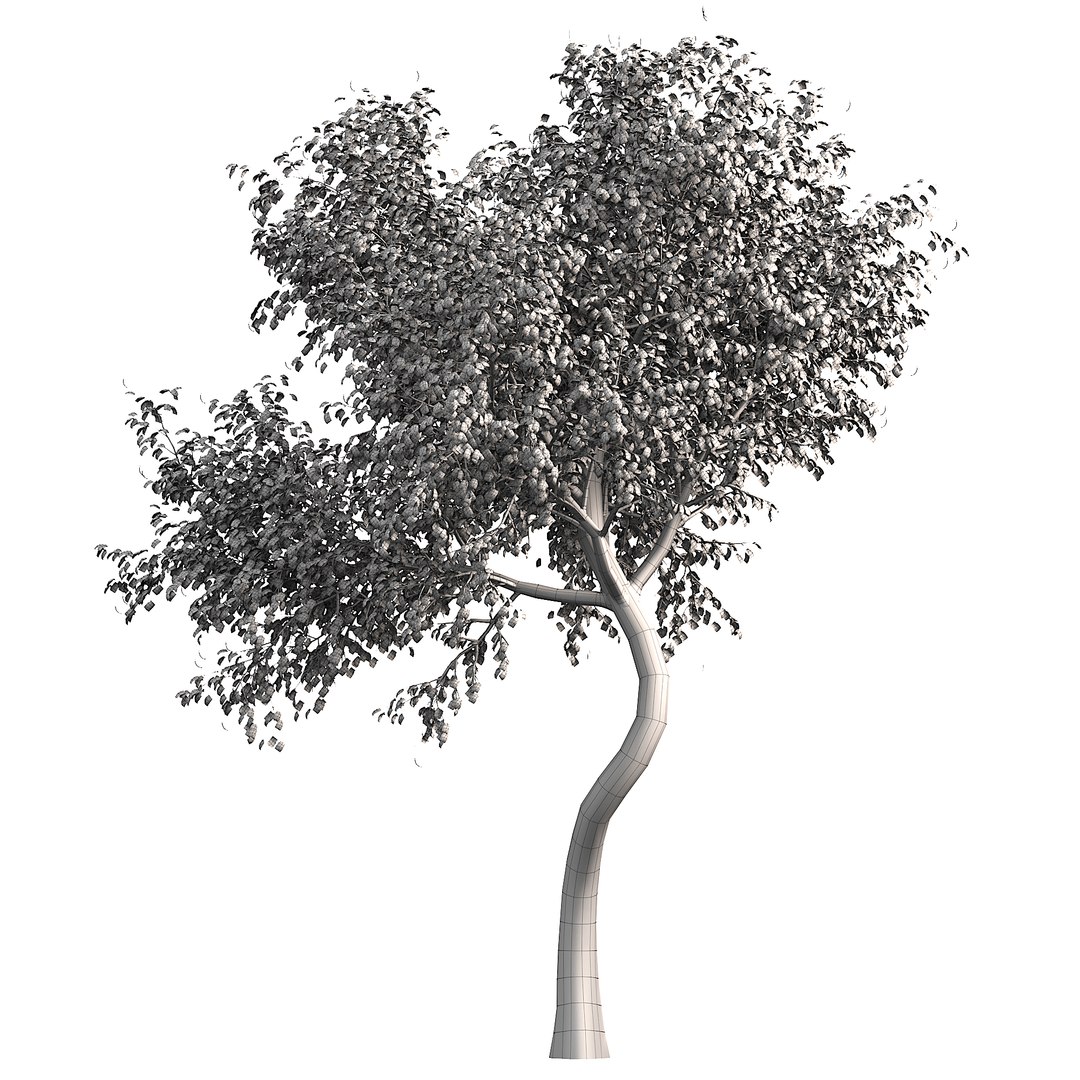 Khejri Trees Ghaf Trees 3D Model - TurboSquid 2102055