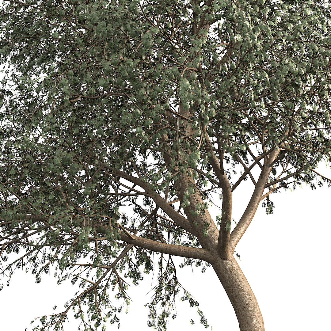 Khejri Trees Ghaf Trees 3D Model - TurboSquid 2102055