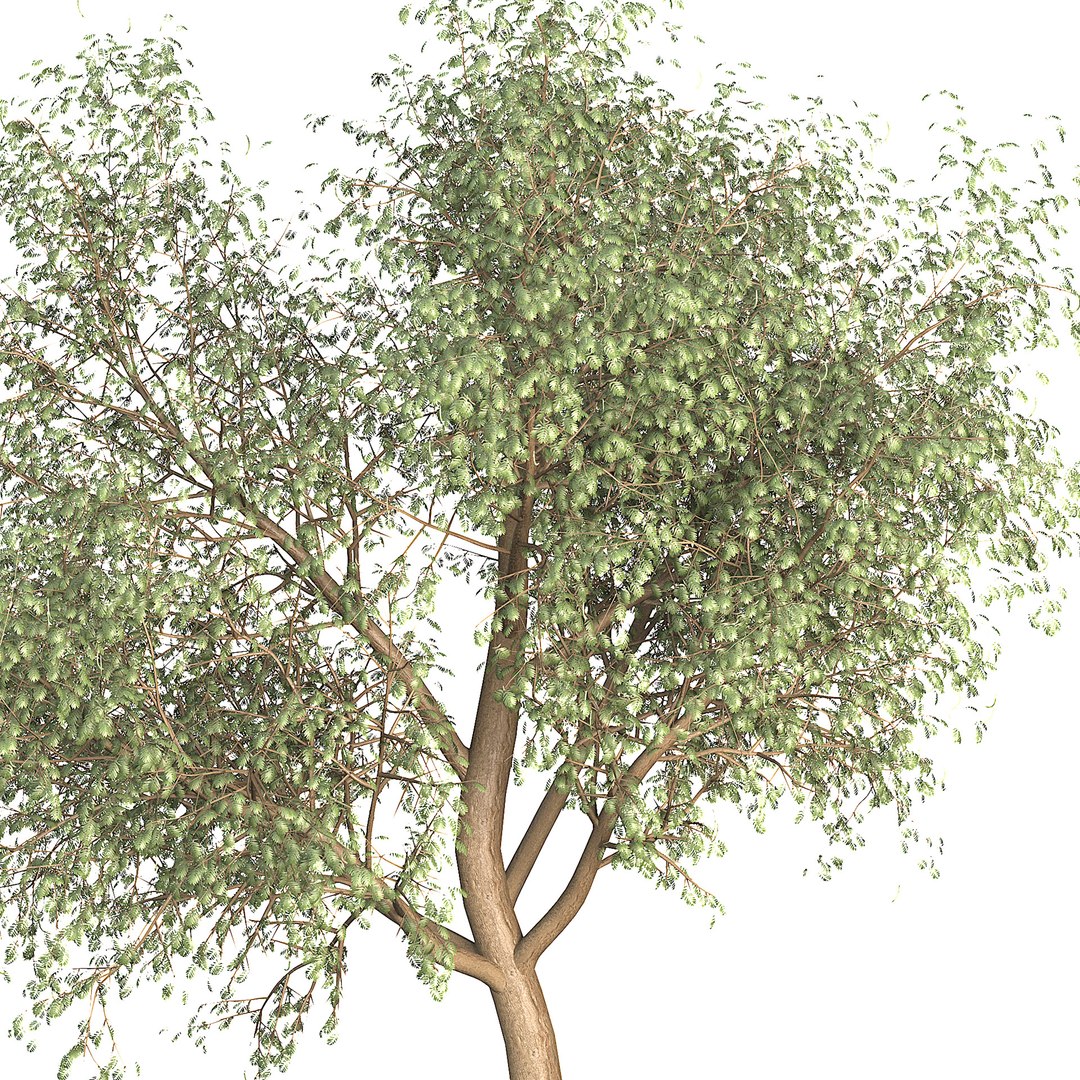 Khejri Trees Ghaf Trees 3D Model - TurboSquid 2102055