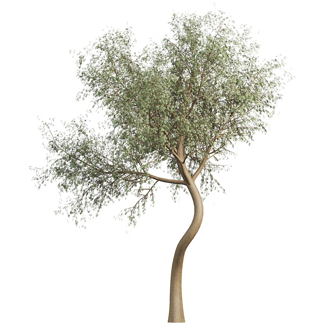 Khejri Trees Ghaf Trees 3D Model - TurboSquid 2102055
