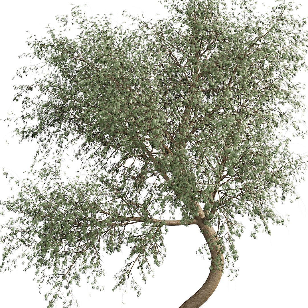 Khejri Trees Ghaf Trees 3D Model - TurboSquid 2102055
