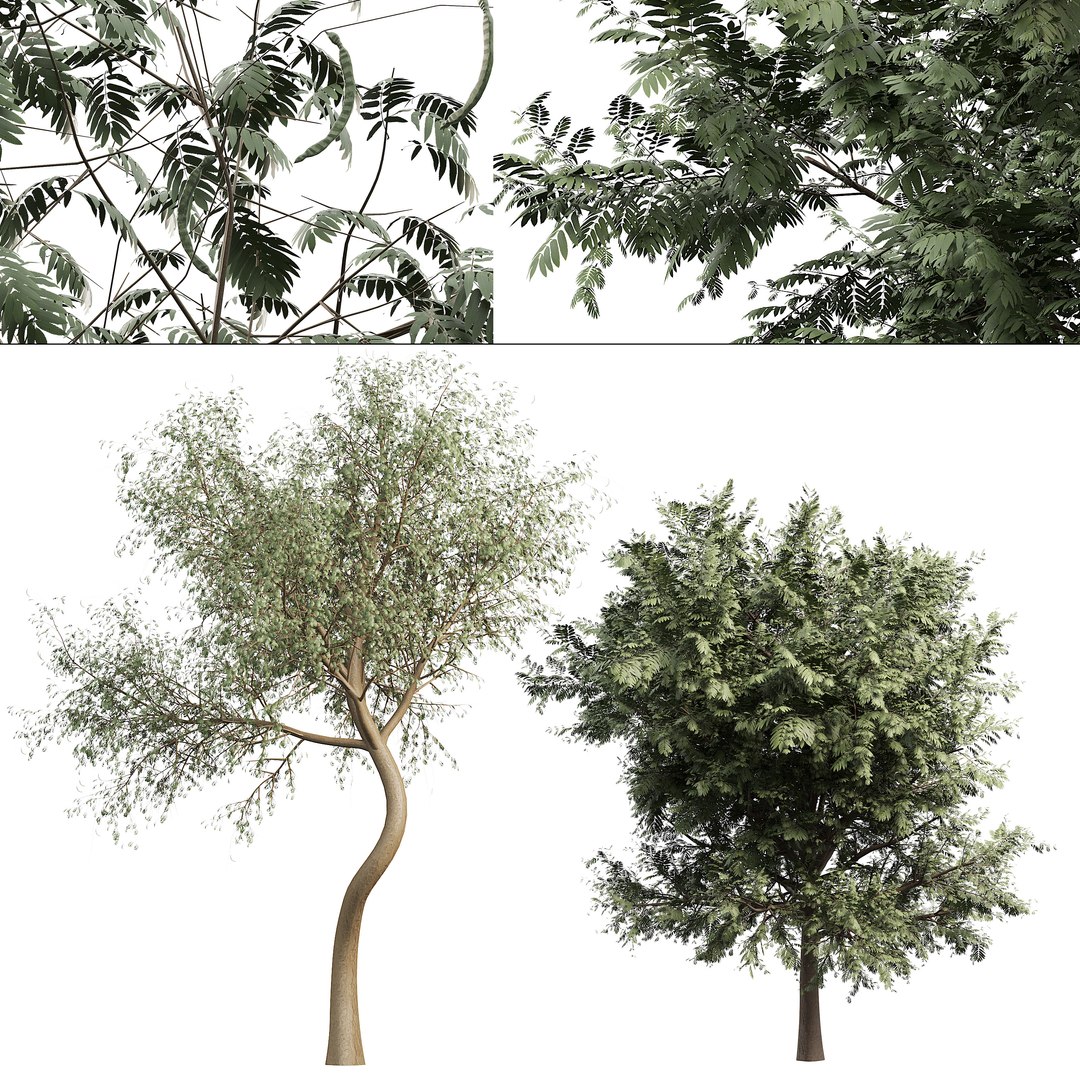 Khejri Trees Ghaf Trees 3D Model - TurboSquid 2102055