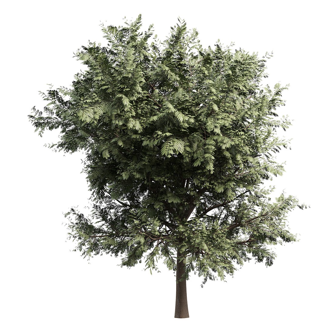 Khejri Trees Ghaf Trees 3D Model - TurboSquid 2102055