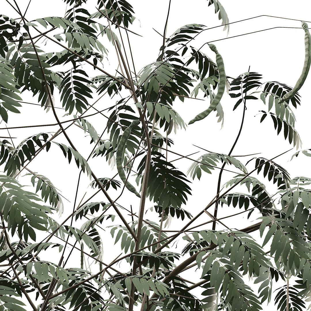 Khejri Trees Ghaf Trees 3D Model - TurboSquid 2102055