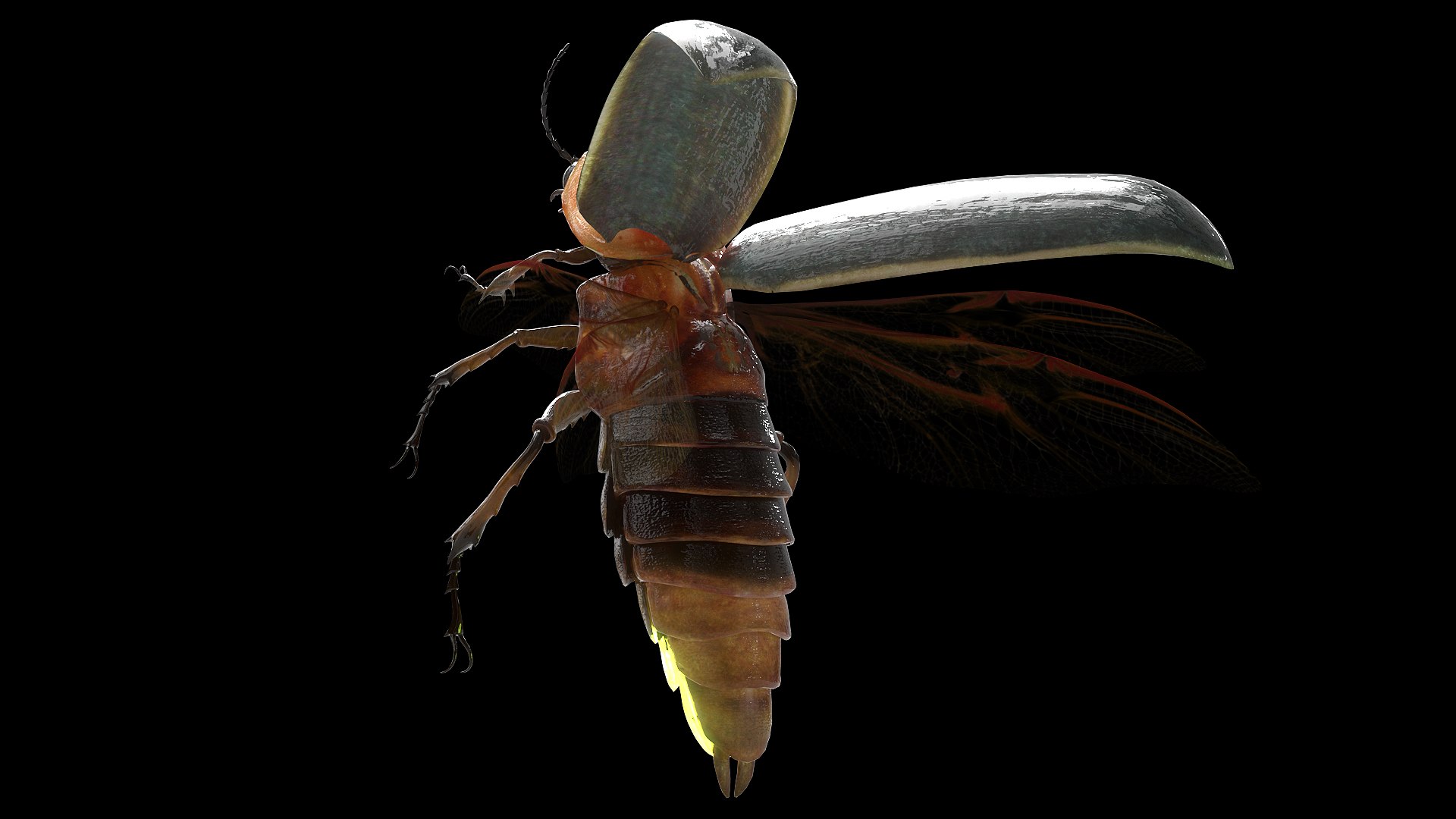 Firefly Bug 3D - TurboSquid 1540795