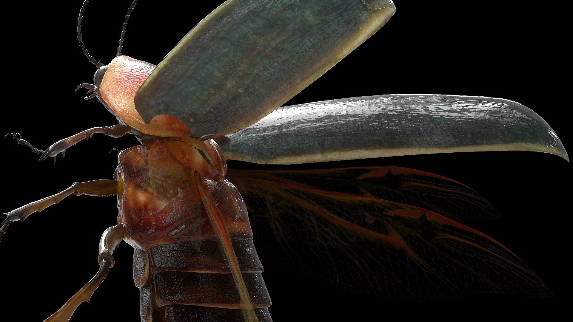 Firefly Bug 3D - TurboSquid 1540795