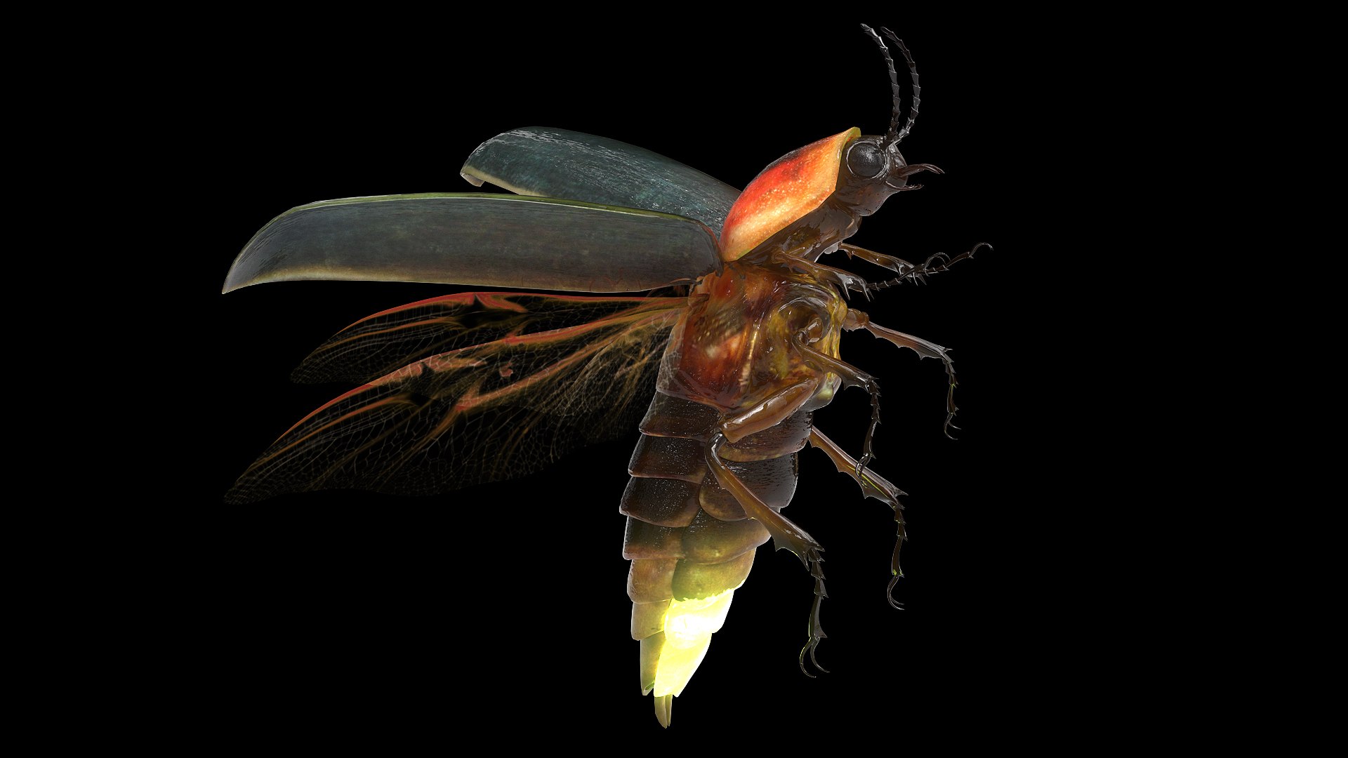 Firefly Bug 3D - TurboSquid 1540795