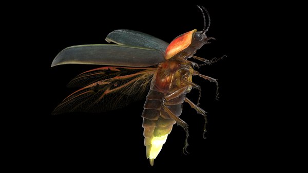 Firefly bug 3D - TurboSquid 1540795