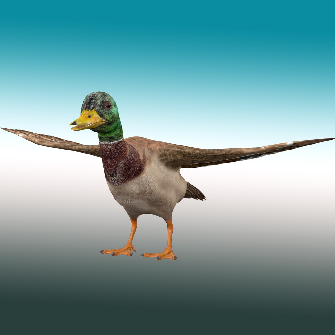 3D Duck Mallard Lowpoly Rigged Model - TurboSquid 1919665