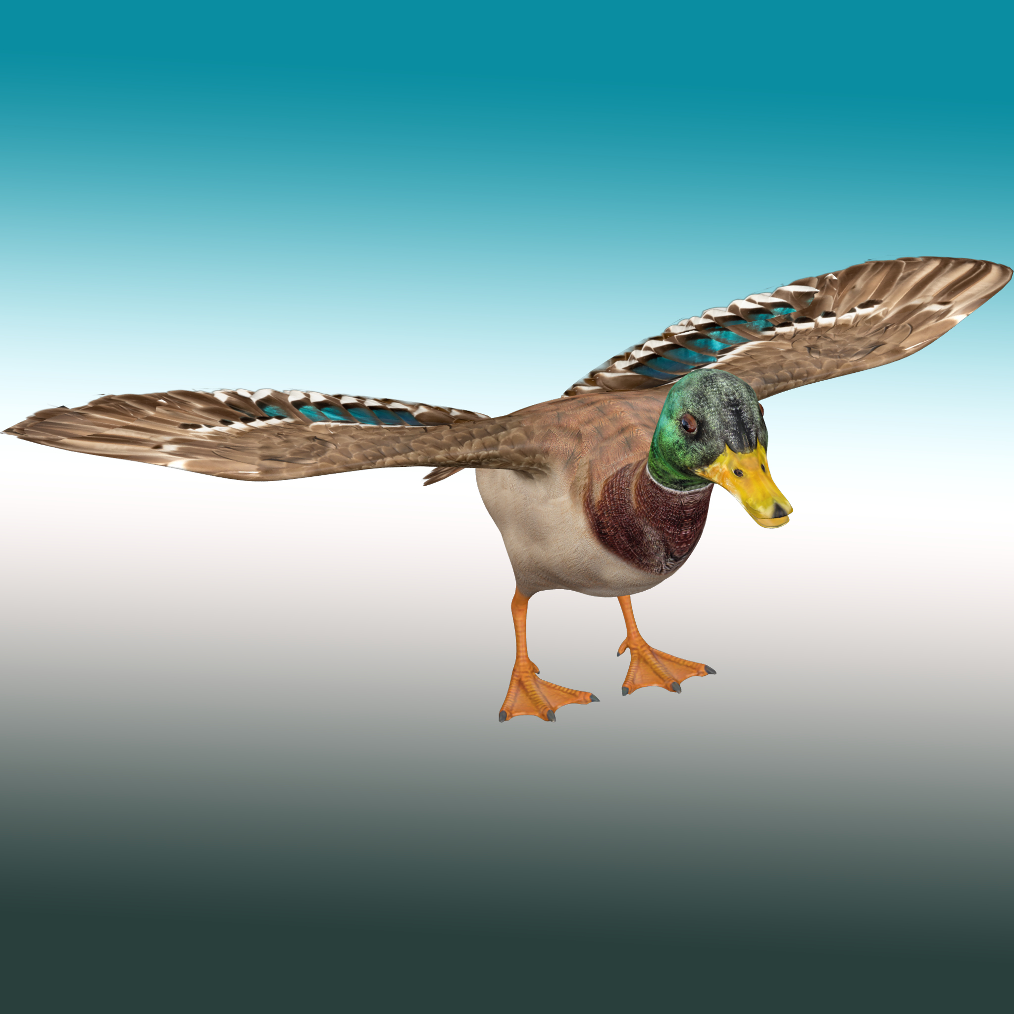 3D Duck Mallard Lowpoly Rigged model - TurboSquid 1919665