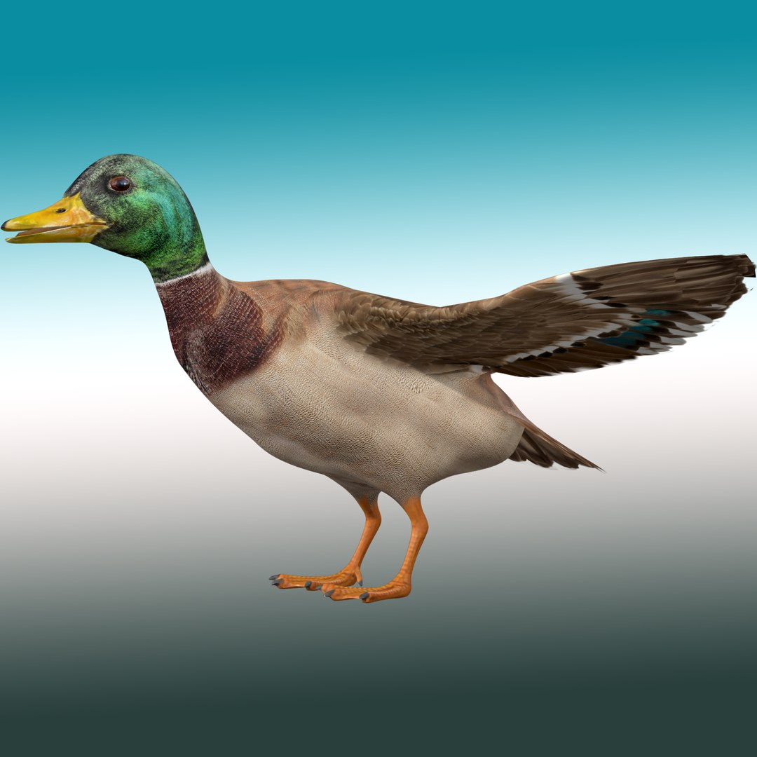 3D Duck Mallard Lowpoly Rigged Model - TurboSquid 1919665