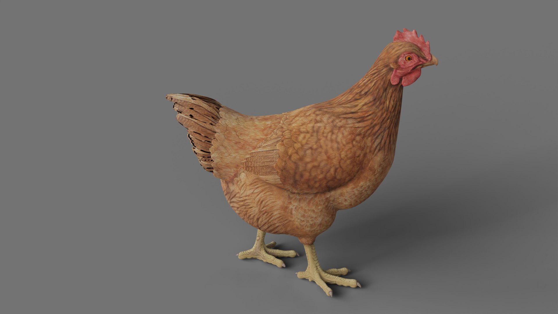 Chicken 3D - TurboSquid 2074622