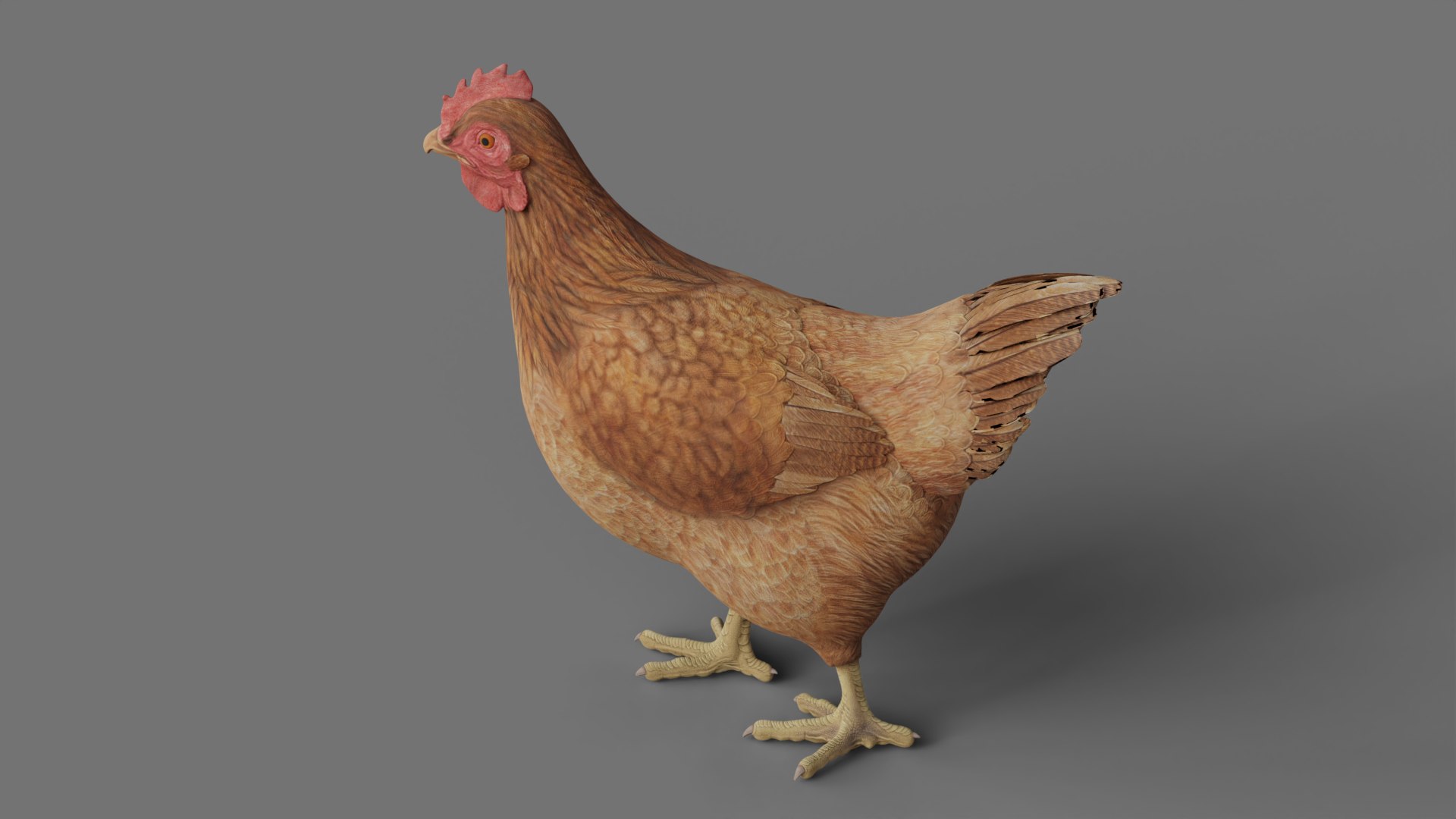 Chicken 3D - TurboSquid 2074622