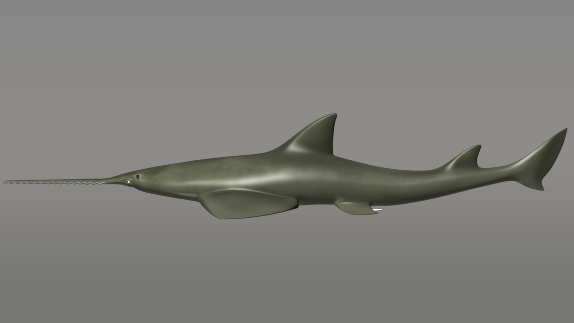 Sawfishes Sharks 3d Model