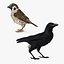 Raven sparrow 3D model - TurboSquid 1389063
