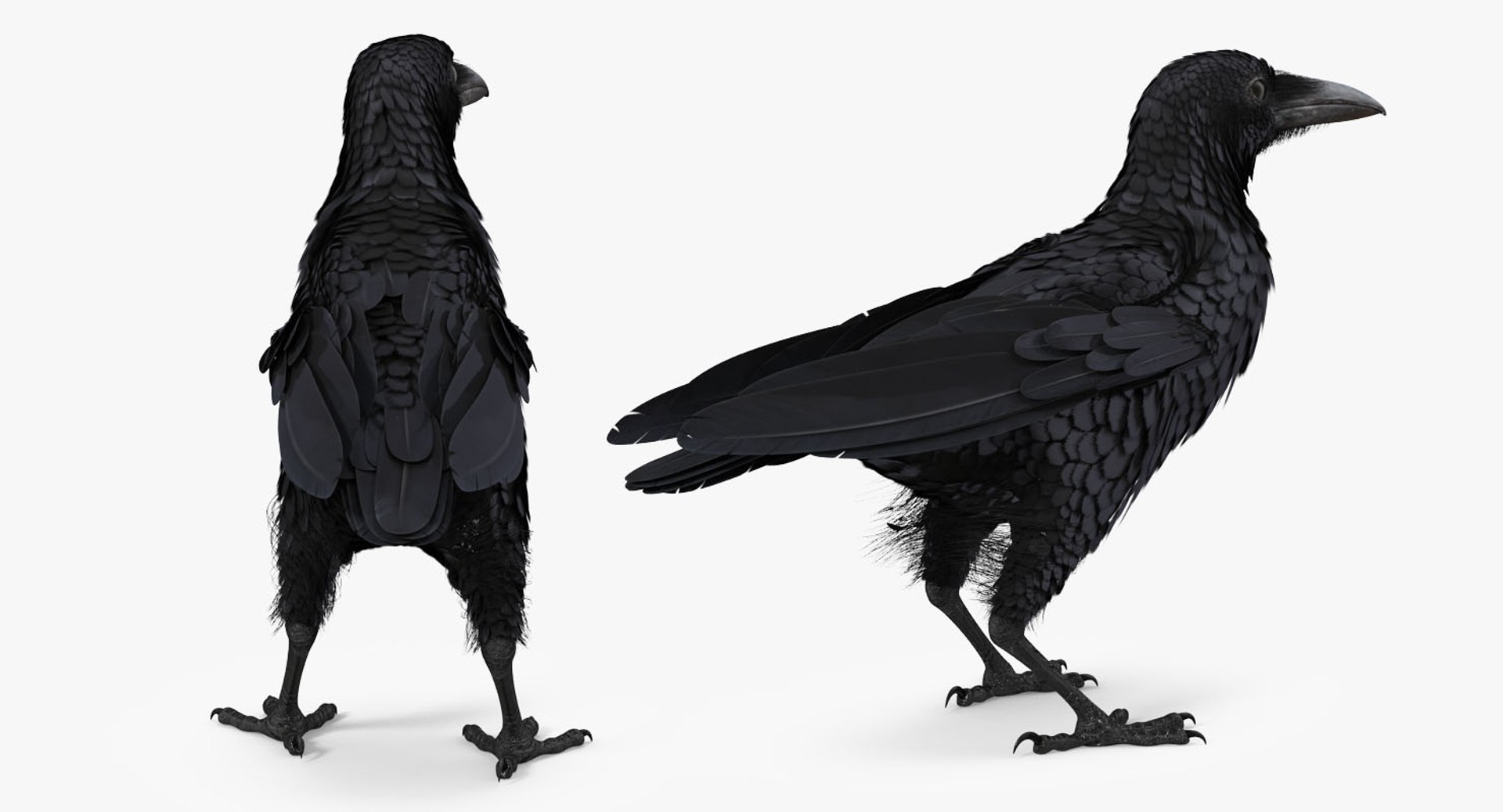 Raven sparrow 3D model - TurboSquid 1389063
