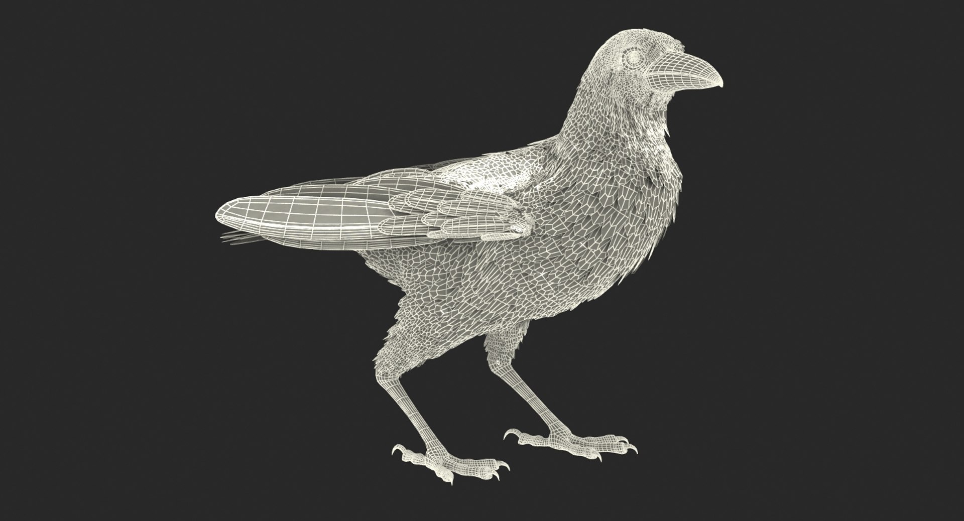 Raven sparrow 3D model - TurboSquid 1389063