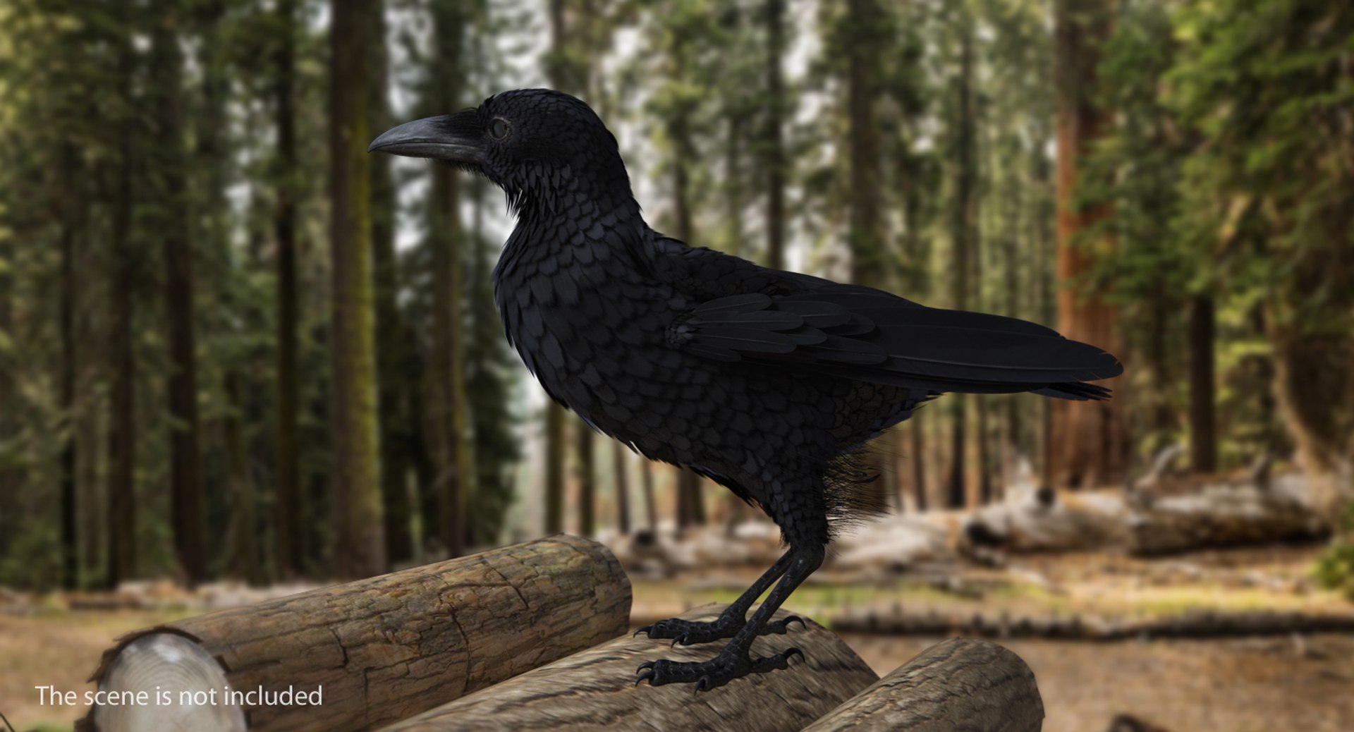 Raven sparrow 3D model - TurboSquid 1389063