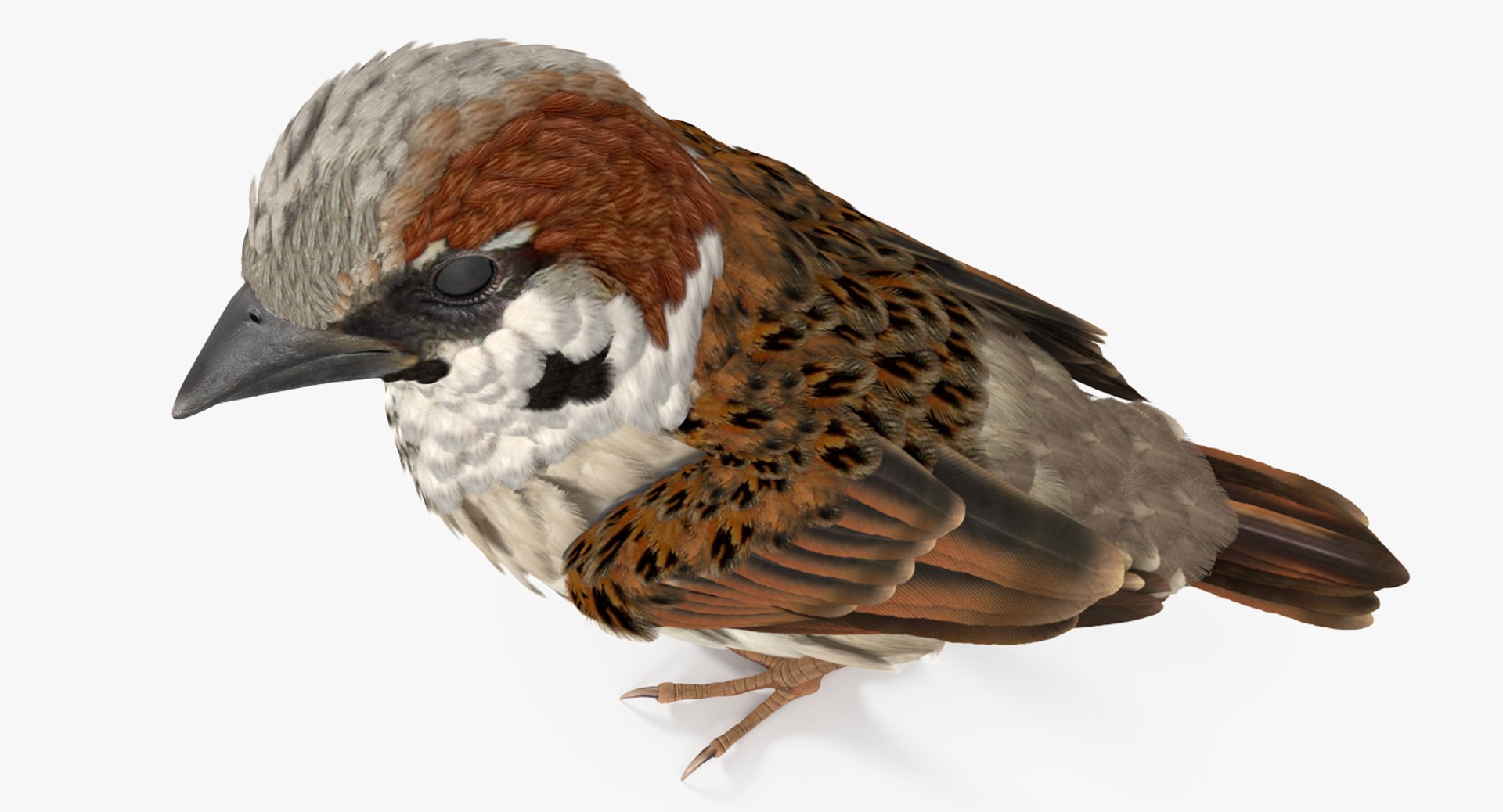 Raven sparrow 3D model - TurboSquid 1389063
