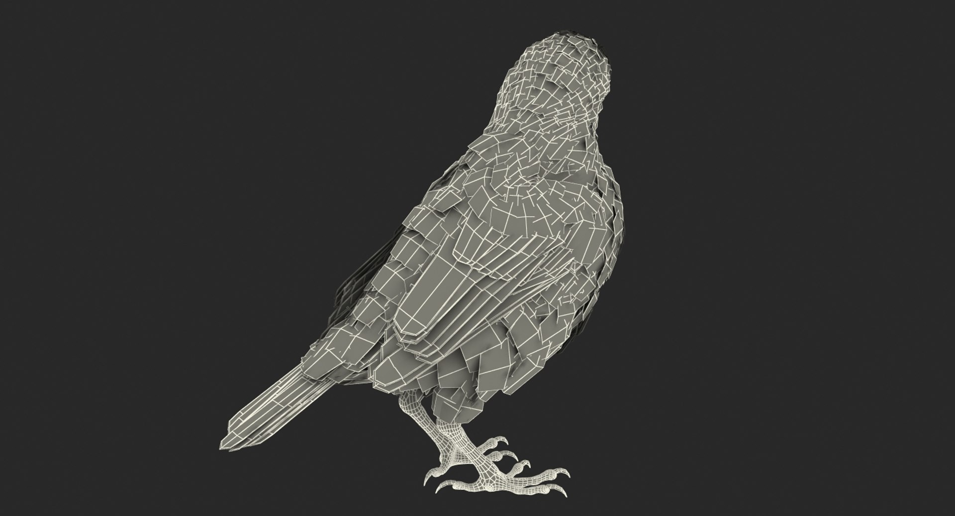 Raven sparrow 3D model - TurboSquid 1389063