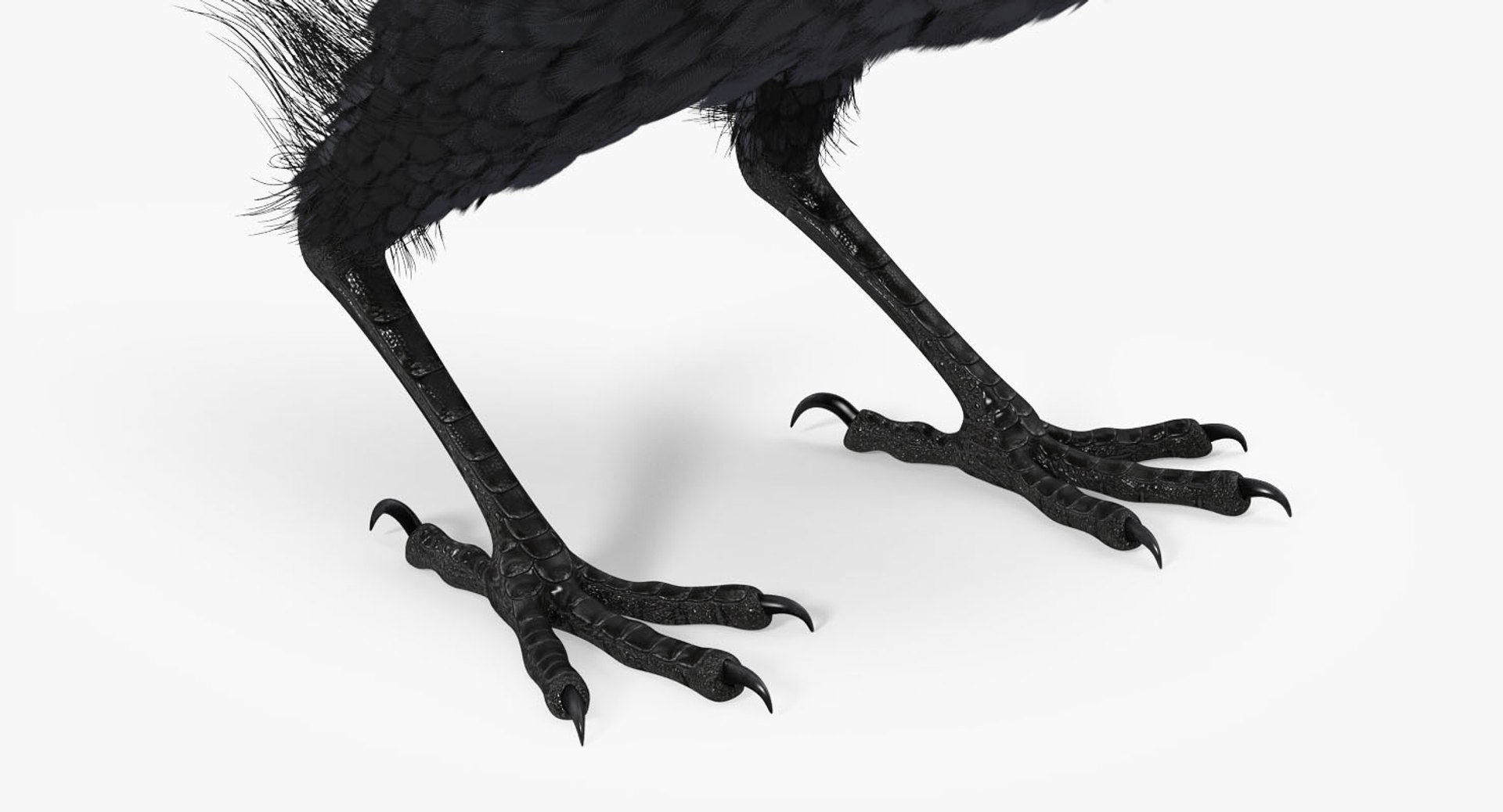 Raven sparrow 3D model - TurboSquid 1389063