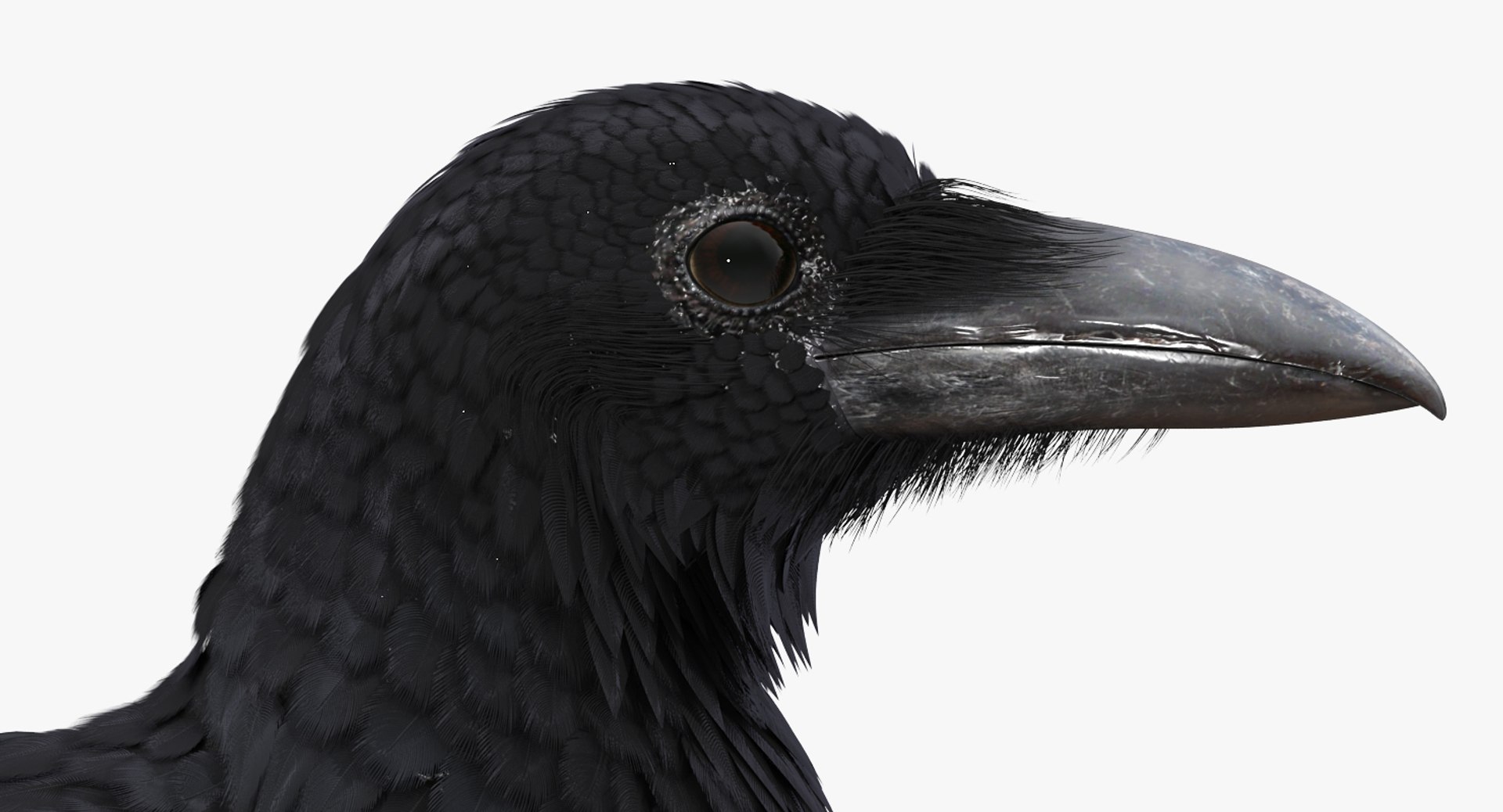 Raven sparrow 3D model - TurboSquid 1389063