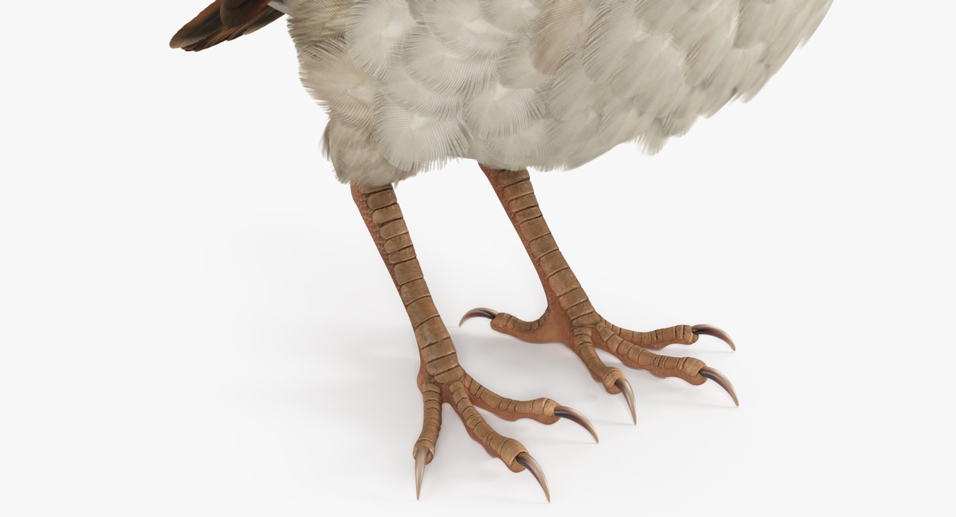 Raven sparrow 3D model - TurboSquid 1389063