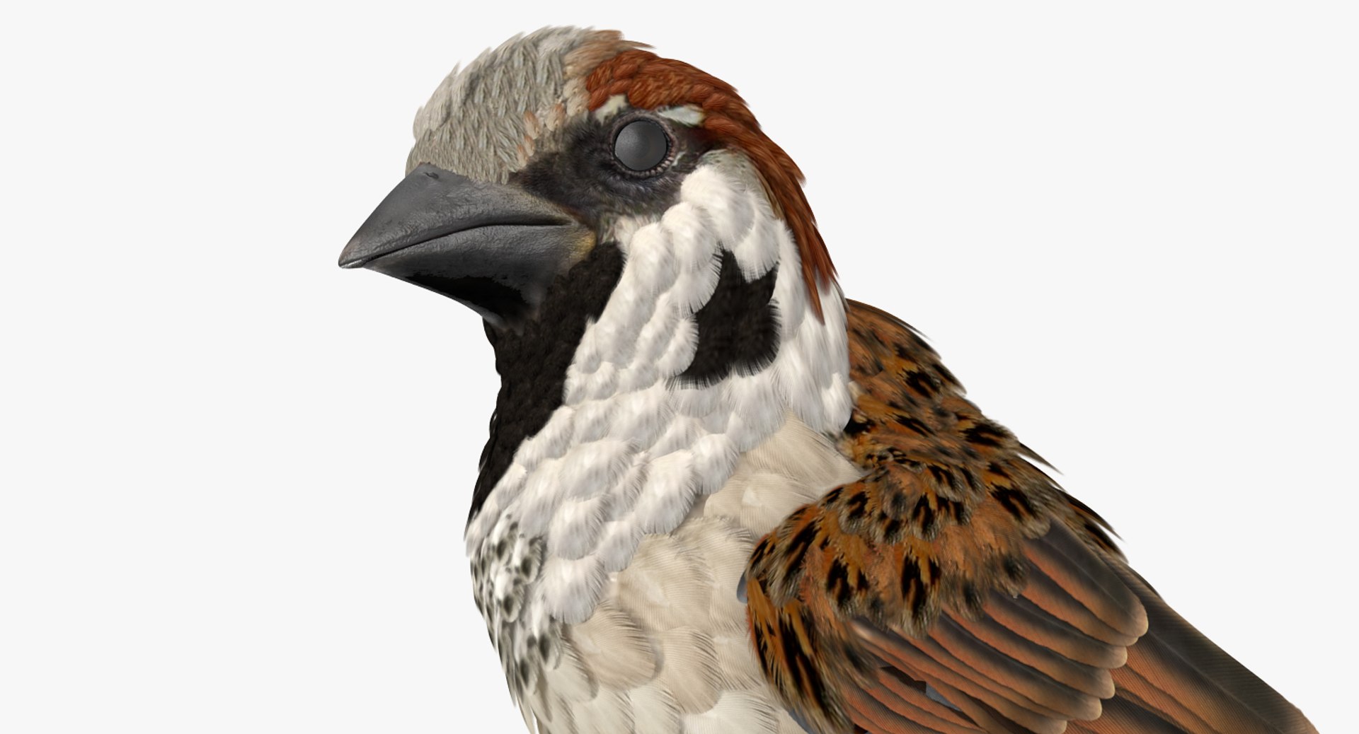 Raven sparrow 3D model - TurboSquid 1389063
