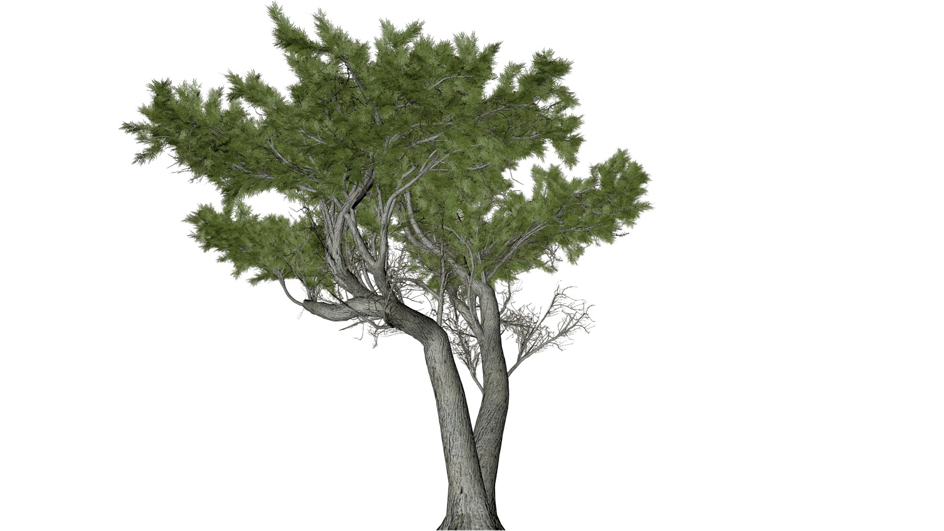 3D Monterey Cypress Tree - 05 - - TurboSquid 2373736