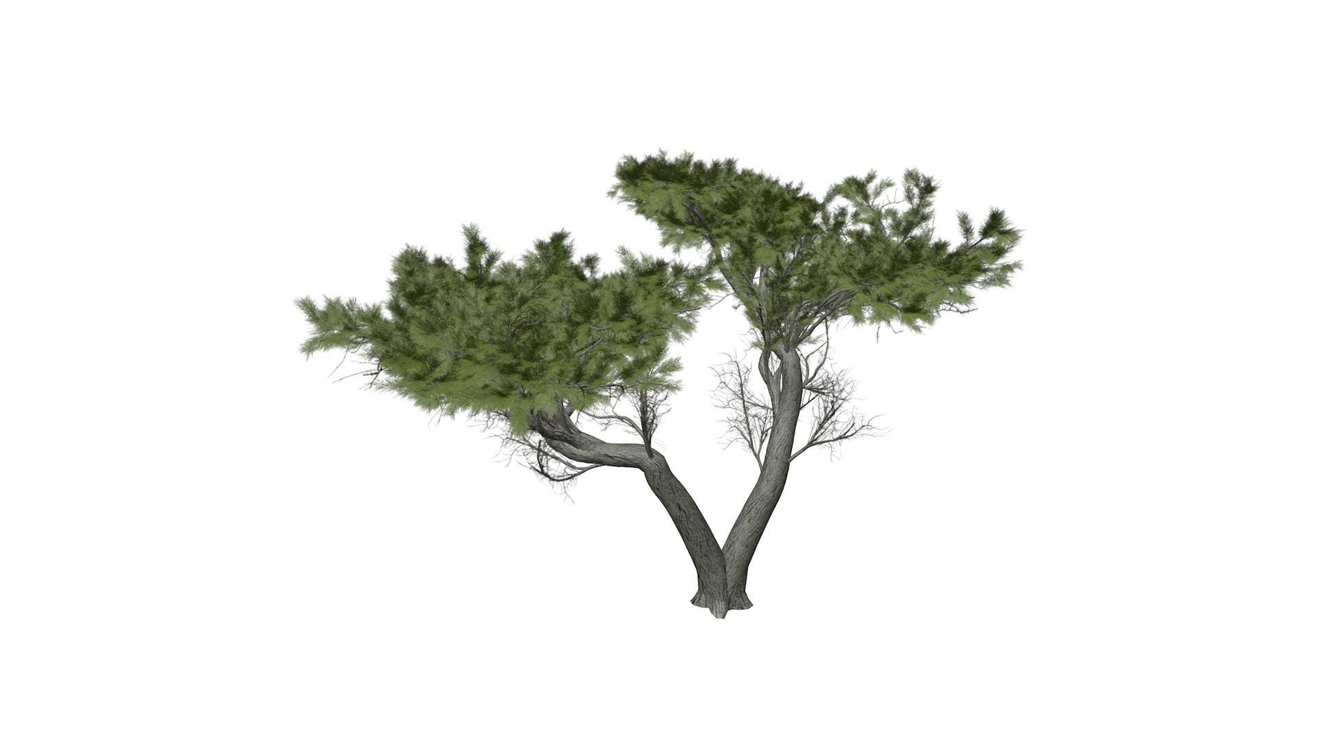 3D Monterey Cypress Tree - 05 - - TurboSquid 2373736