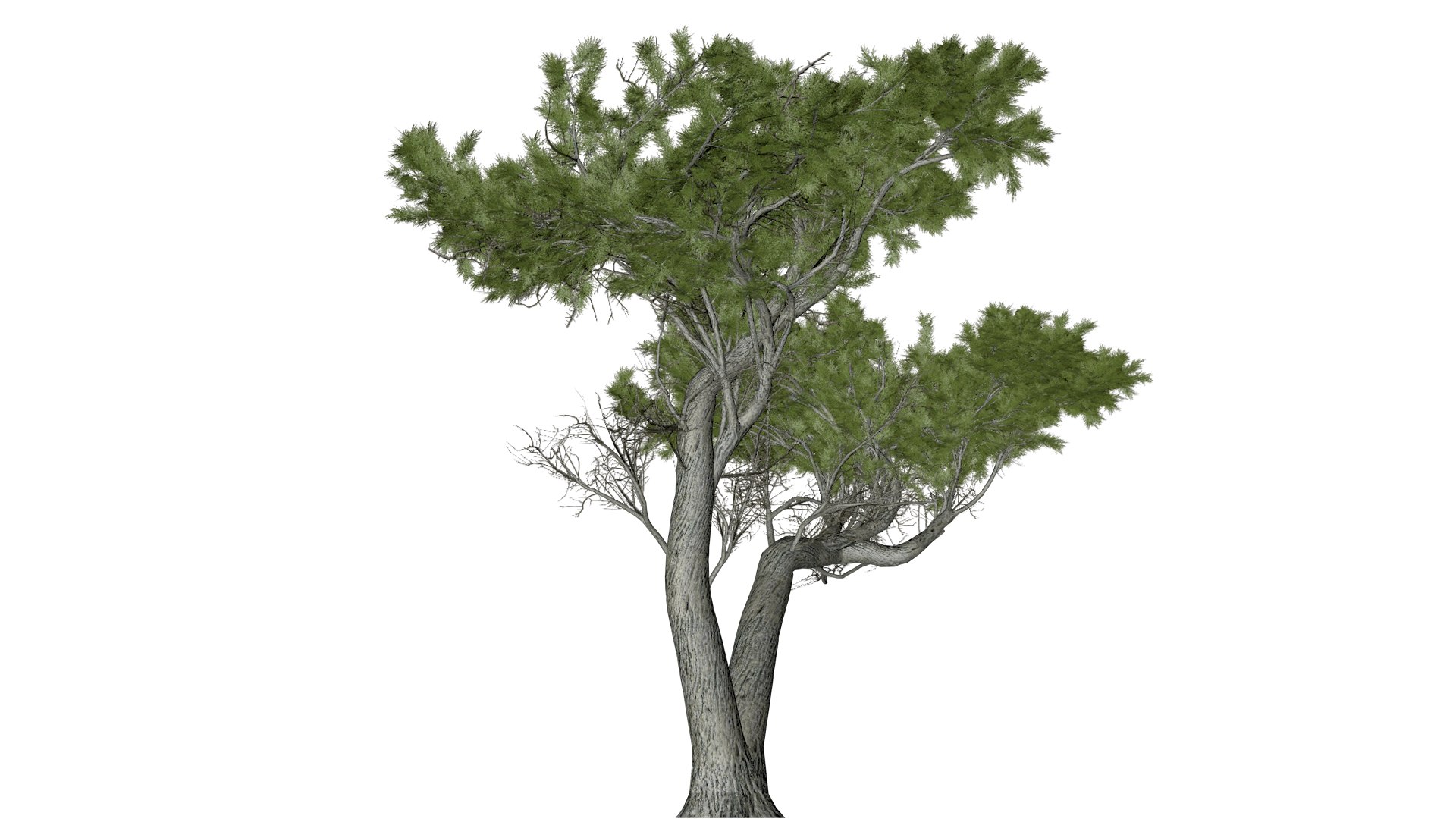 3D Monterey Cypress Tree - 05 - - TurboSquid 2373736