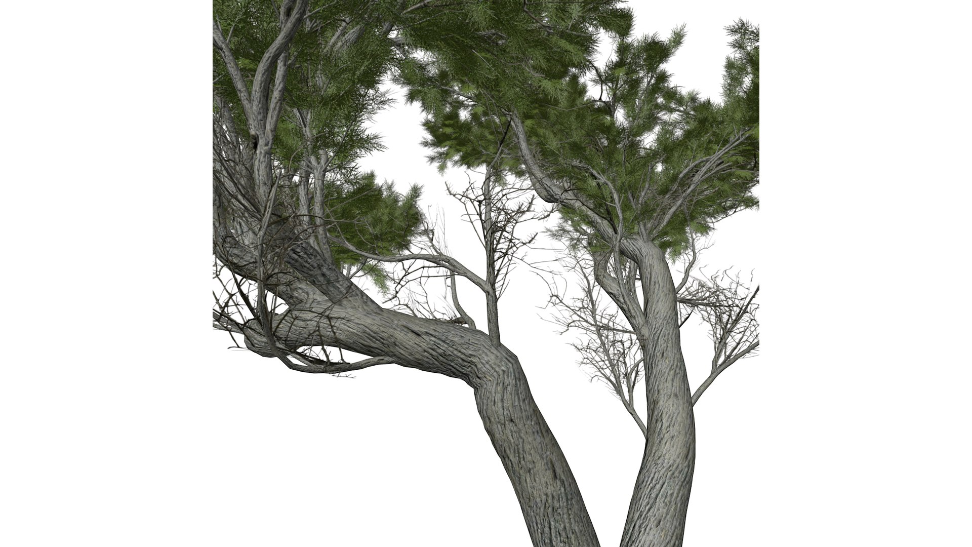 3D Monterey Cypress Tree - 05 - - TurboSquid 2373736
