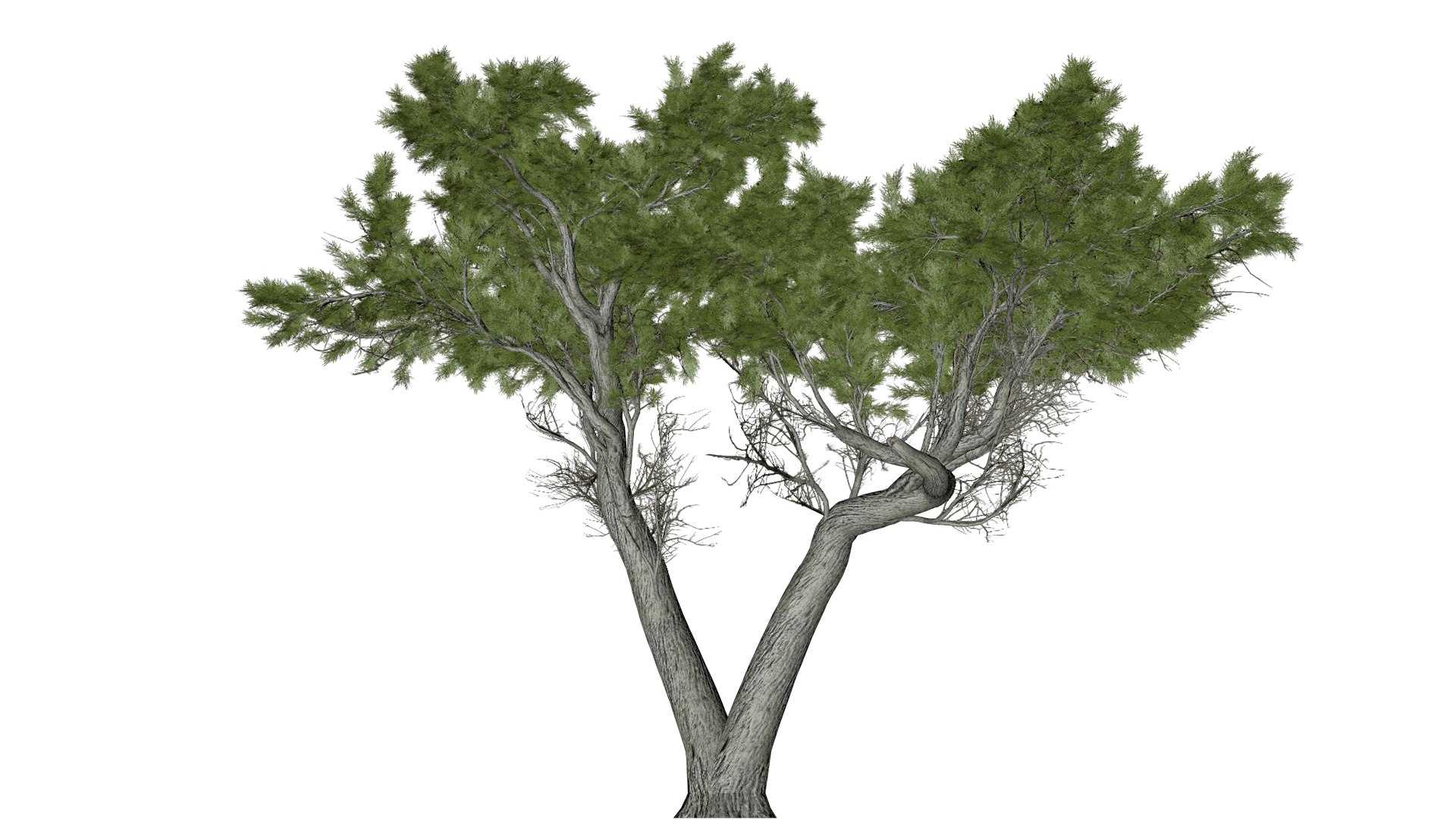 3D Monterey Cypress Tree - 05 - - TurboSquid 2373736