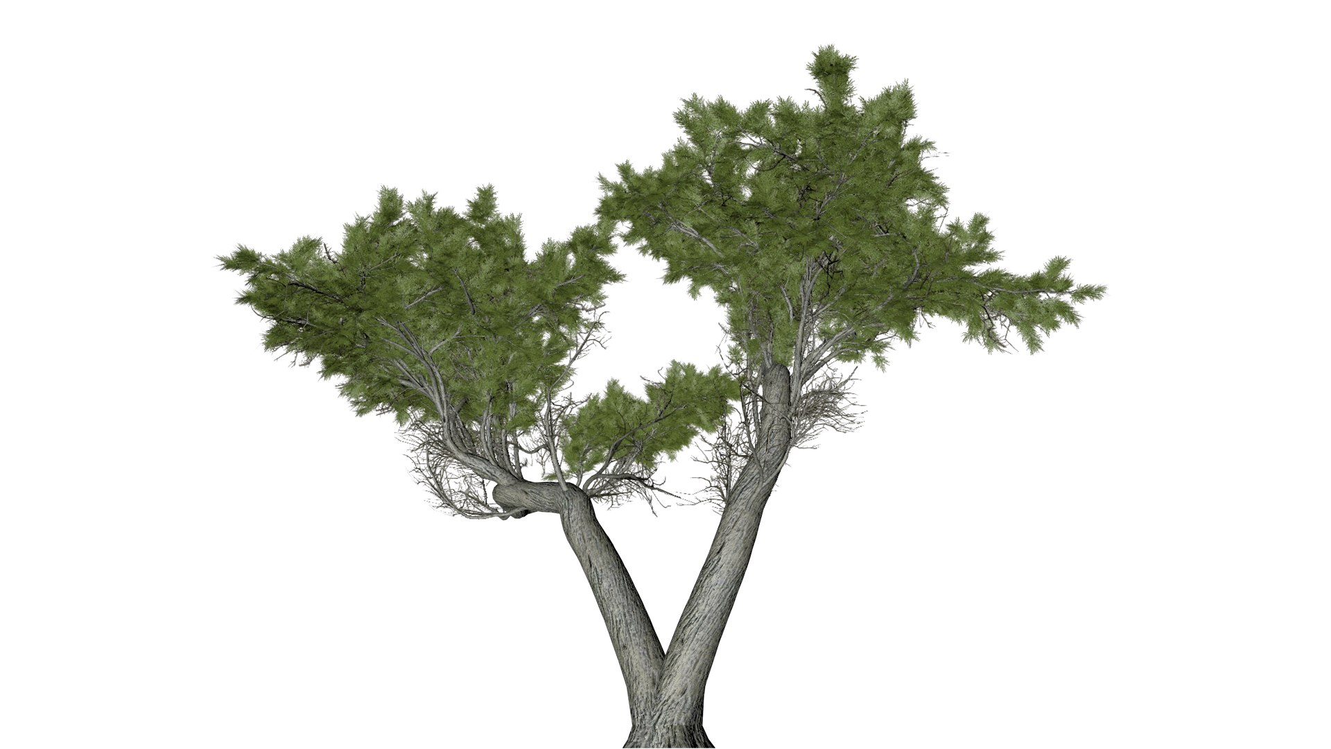 3D Monterey Cypress Tree - 05 - - TurboSquid 2373736