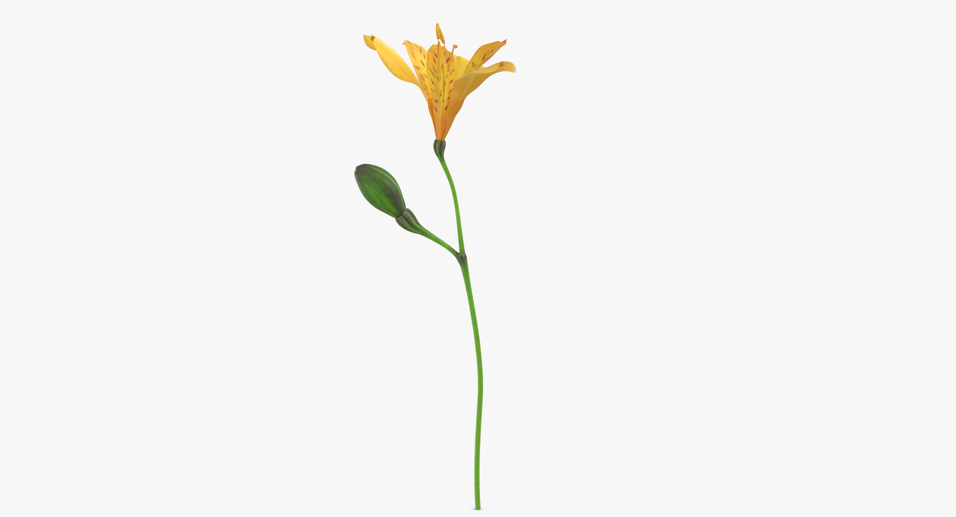 3D orange flowers 02 - TurboSquid 1450218
