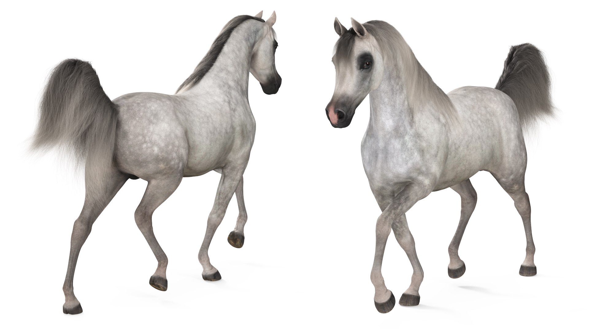 3D Walking Arabian Horse Gray Dappled Fur Model - TurboSquid 2179992