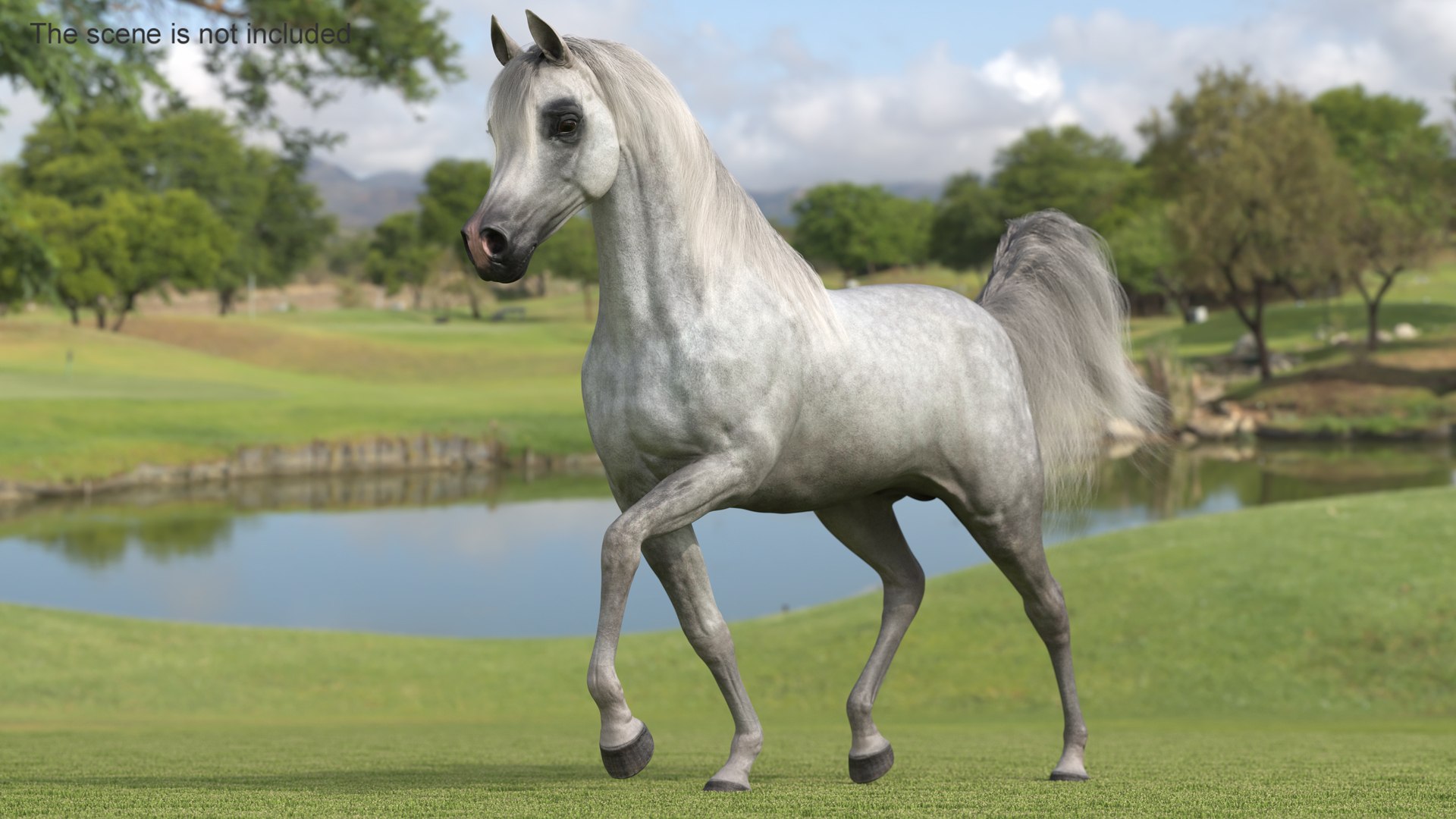 3D Walking Arabian Horse Gray Dappled Fur Model - TurboSquid 2179992