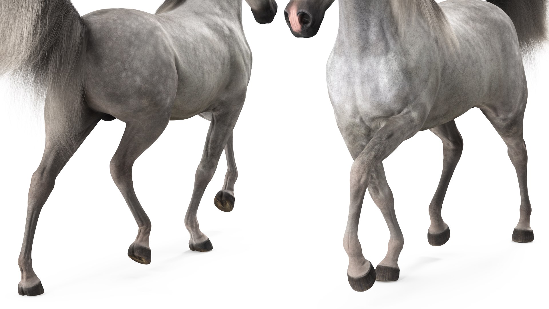 3D Walking Arabian Horse Gray Dappled Fur Model - TurboSquid 2179992