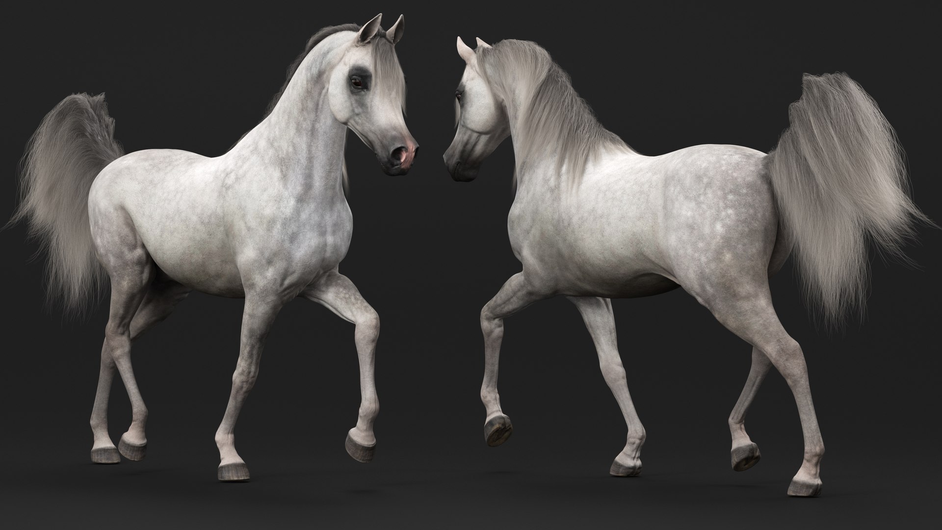 3D Walking Arabian Horse Gray Dappled Fur Model - TurboSquid 2179992