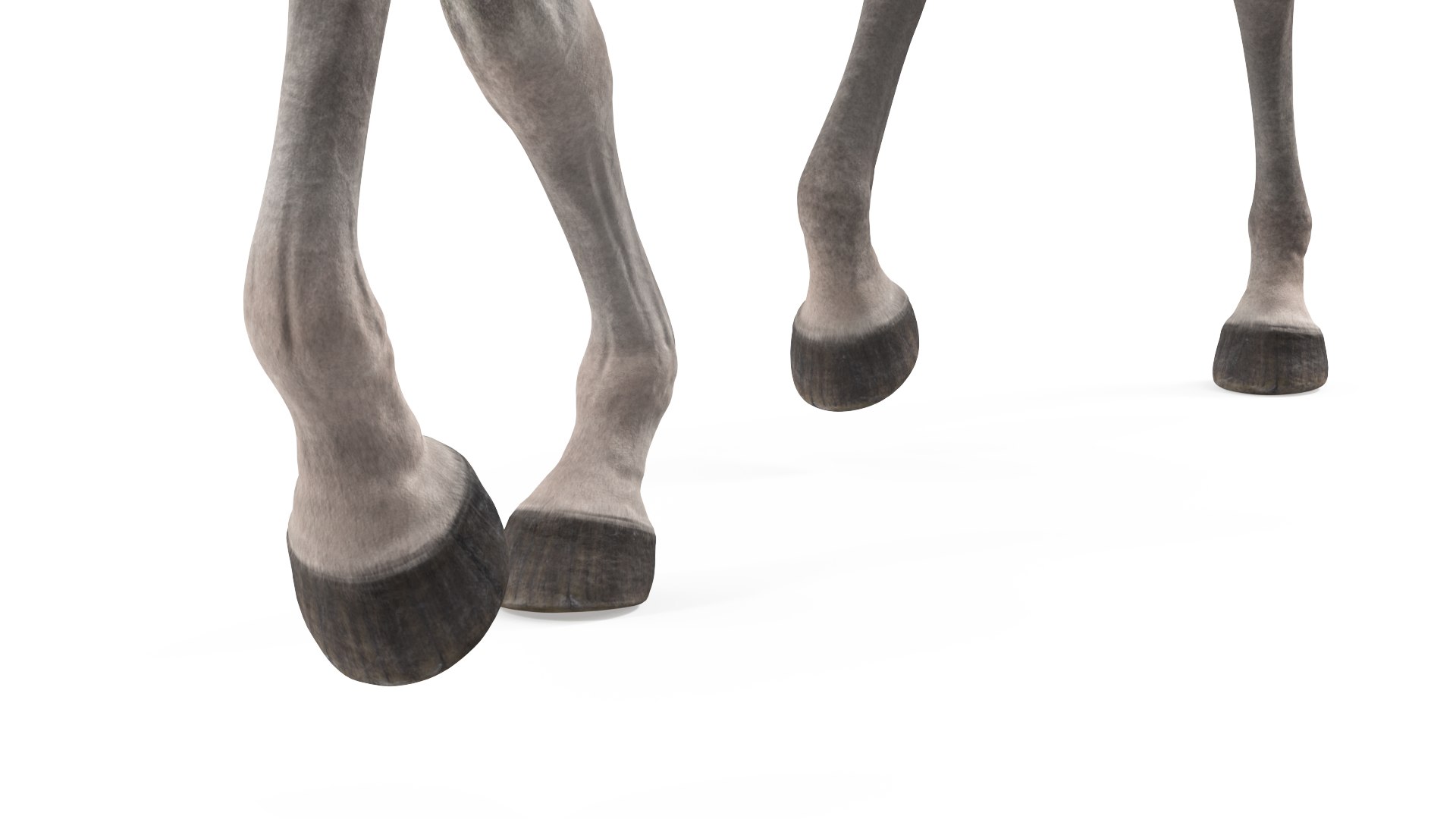 3D Walking Arabian Horse Gray Dappled Fur Model - TurboSquid 2179992