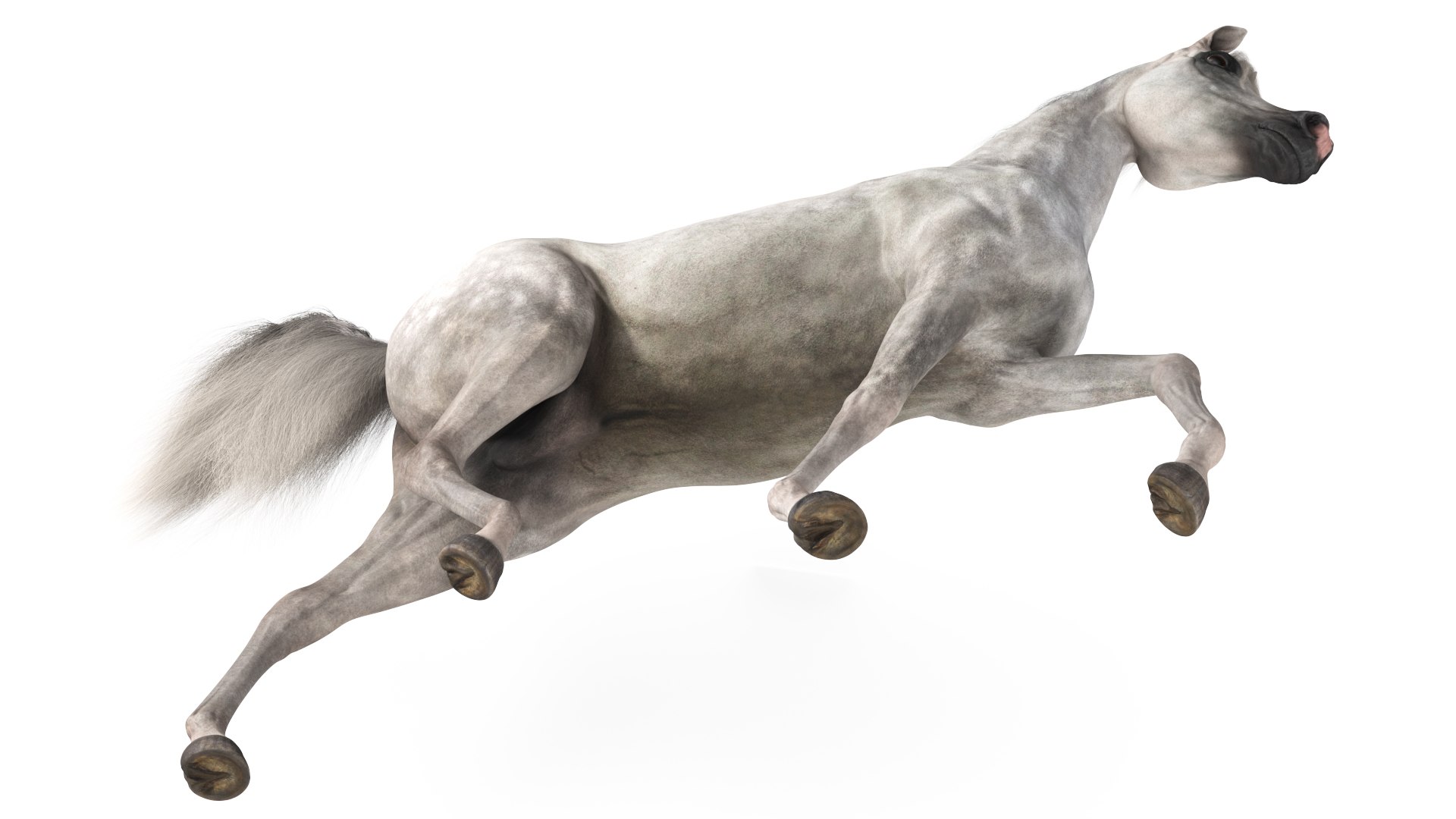 3D Walking Arabian Horse Gray Dappled Fur Model - TurboSquid 2179992