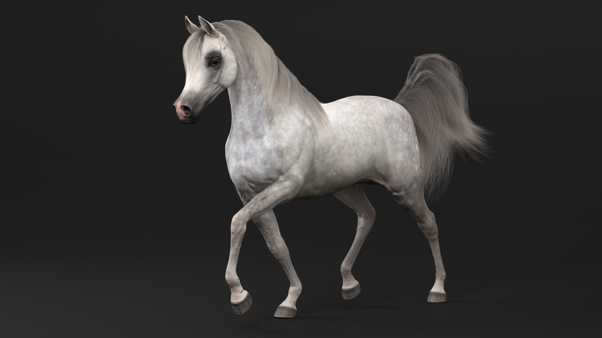 3D Walking Arabian Horse Gray Dappled Fur Model - TurboSquid 2179992